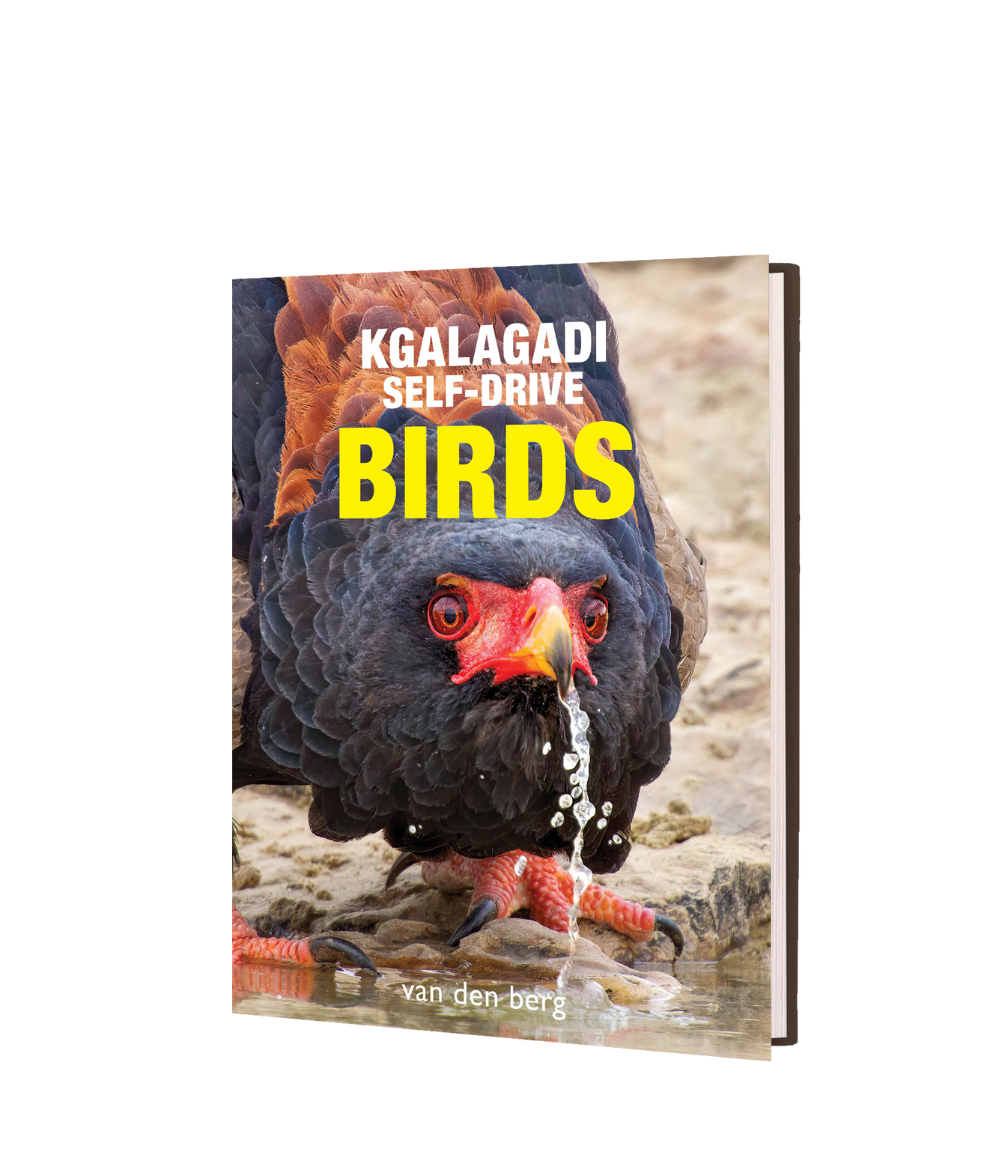 Kgalagadi Self-Drive BIRDS – HPH Publishing