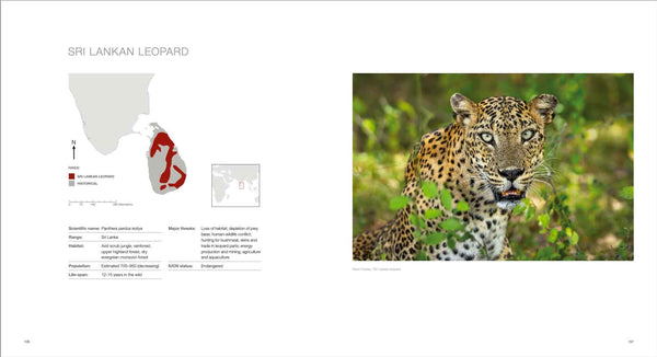 Remembering Leopards – HPH Publishing