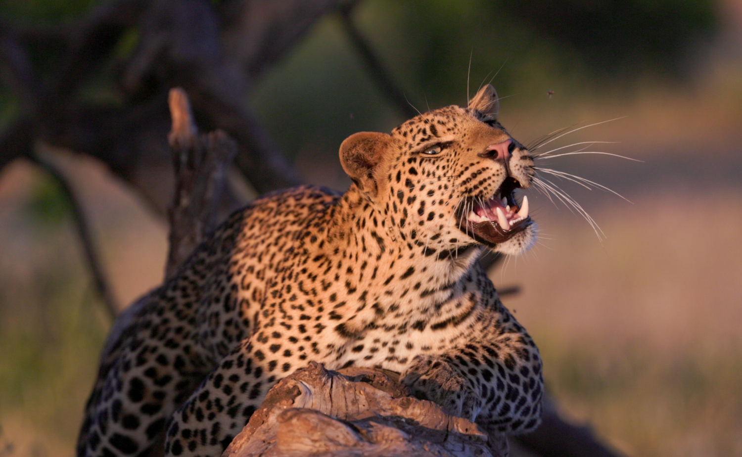 Photo Safari Lucky Draw Collection – HPH Publishing