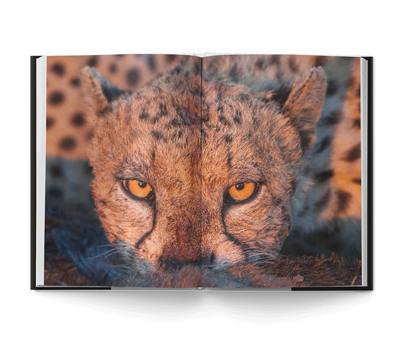 Sacred Nature: Life’s Eternal Dance – HPH Publishing