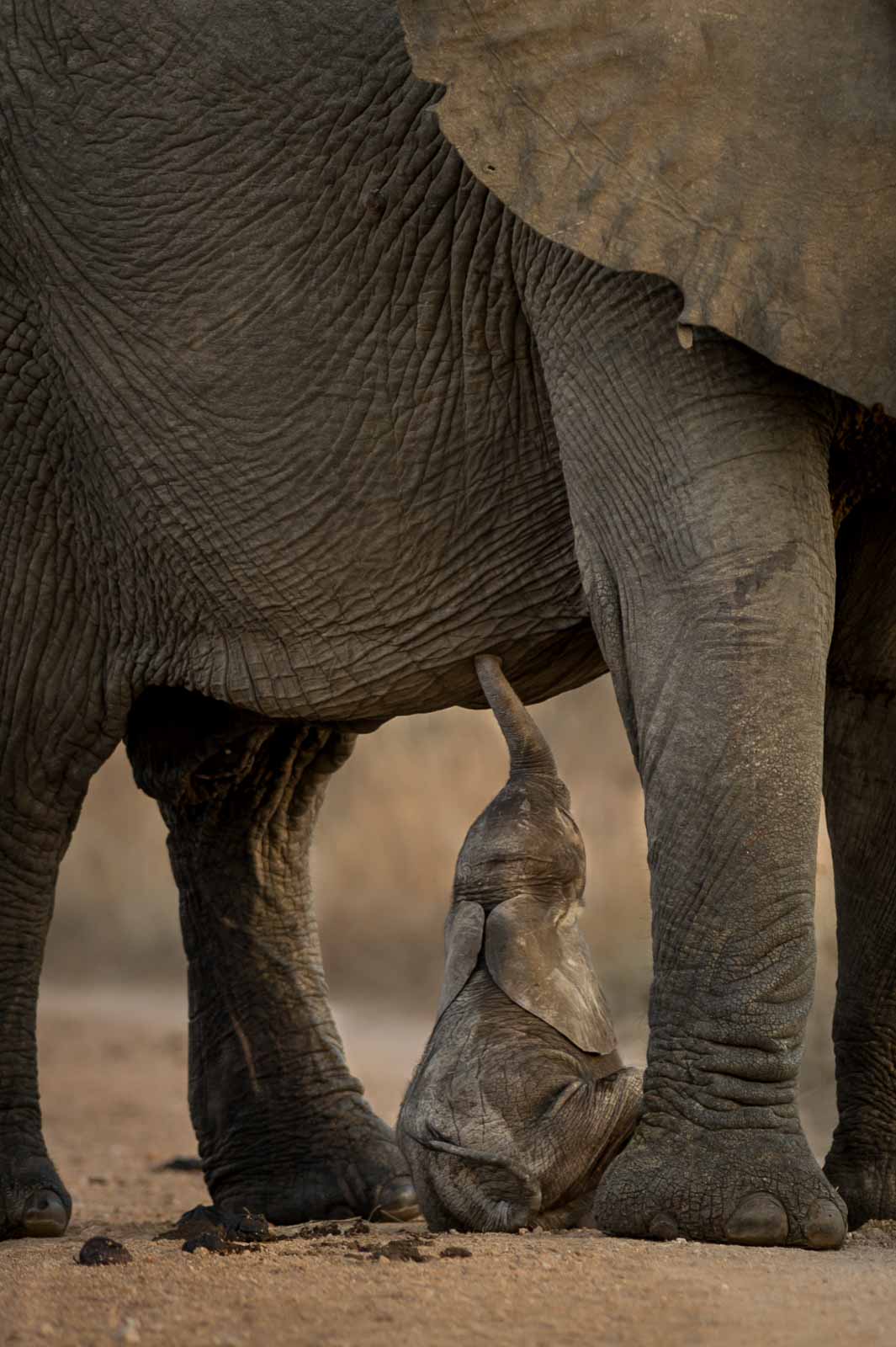 Remembering Elephants – HPH Publishing