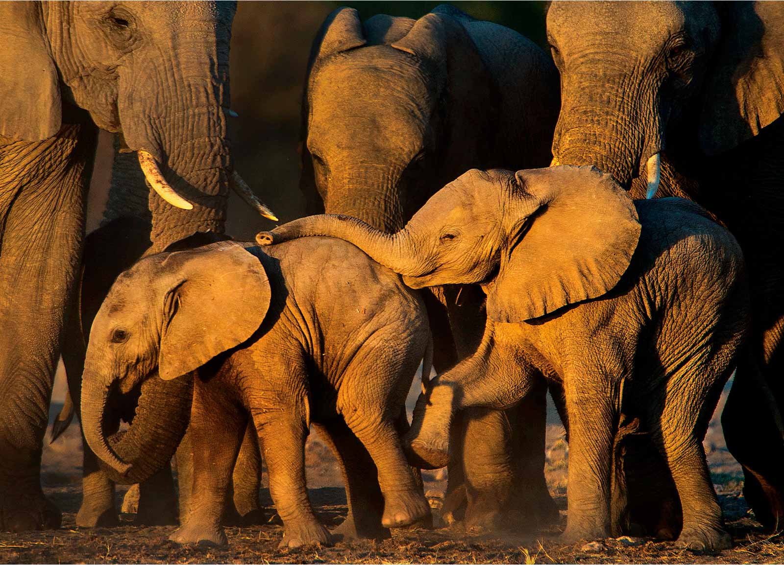 Remembering Elephants – HPH Publishing